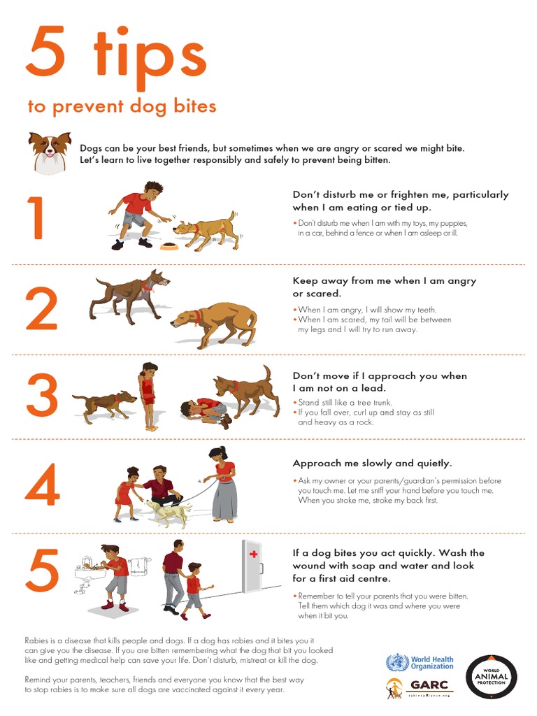 Dog Bite Prevention and First Aid Guide | PDF | Rabies | Dogs