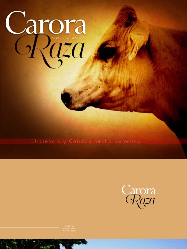Libro Raza Carora | PDF | Vacas | Leche