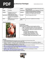 UK Gull Identification Guide | PDF | Gull | Birds