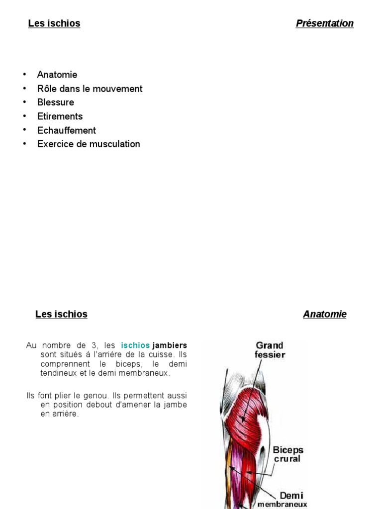 Les Ischios | PDF | Genou | Muscle