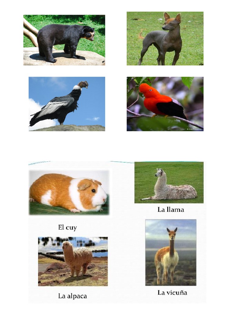 animales nativos del peru.docx