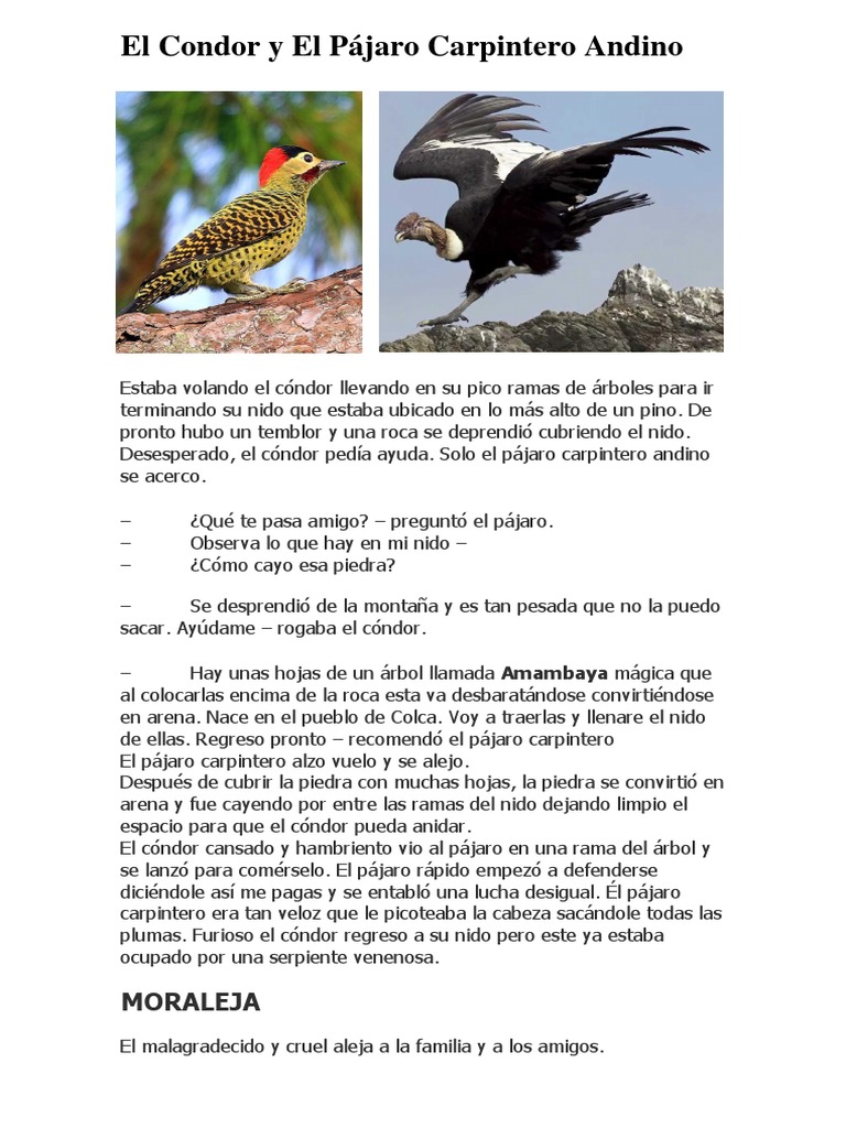 CUENTO-El Condor y El Pájaro Carpintero Andino | PDF