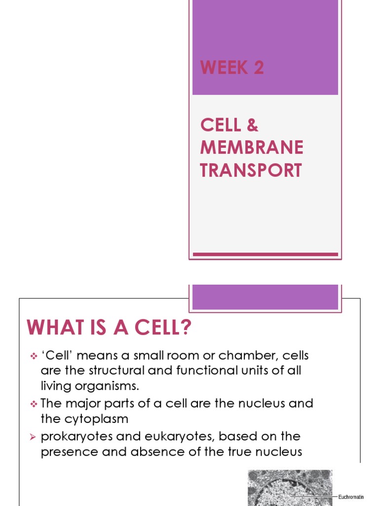 Cell Biology Fundamentals: A Comprehensive Guide to Cell Structure and ...