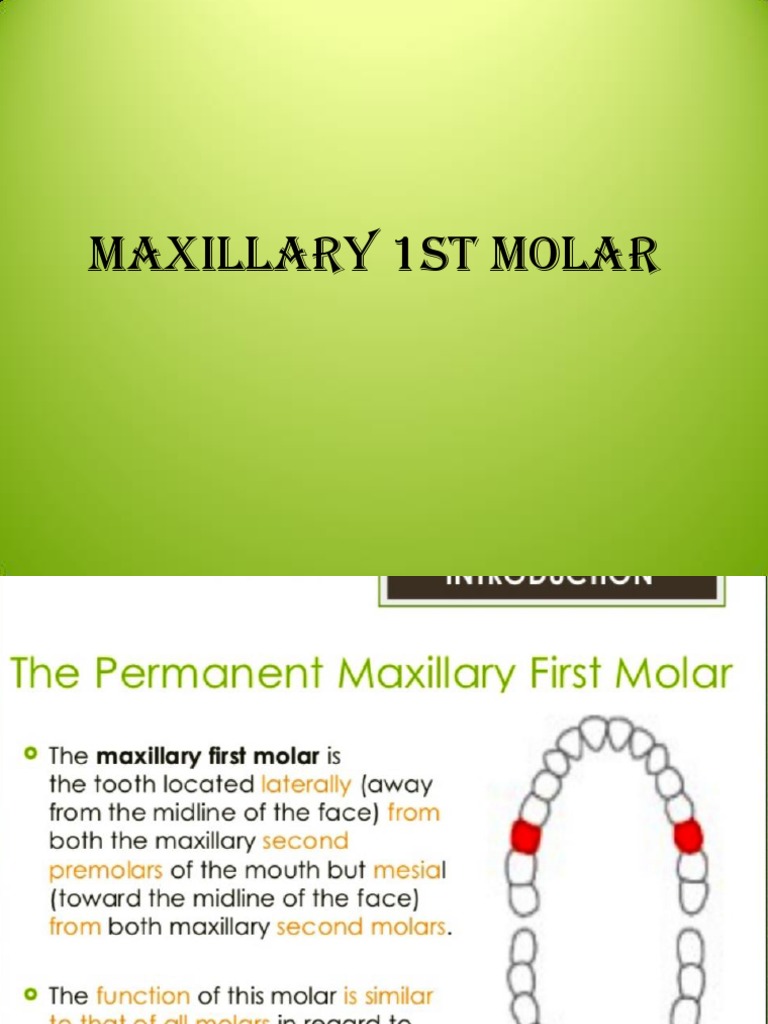 Maxillary 1st Molar Overview | PDF