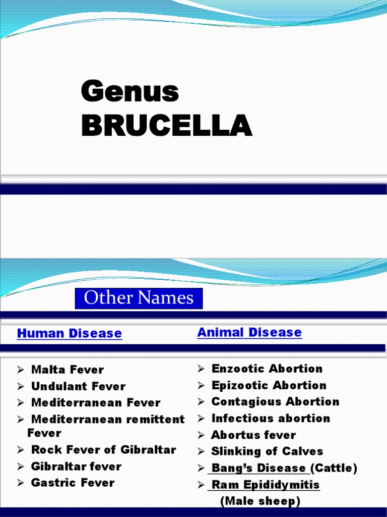 Brucella: Overview of Human and Animal Disease | PDF | Diseases And ...