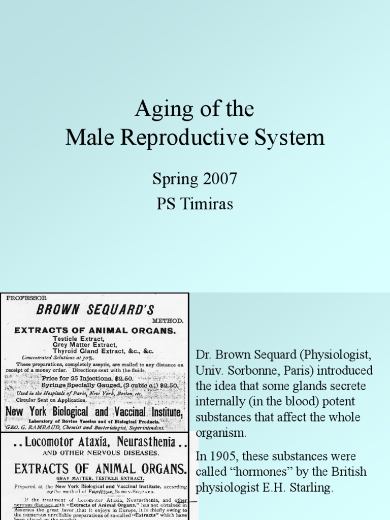 Aging of The Male Reproductive System: Spring 2007 PS Timiras | PDF ...