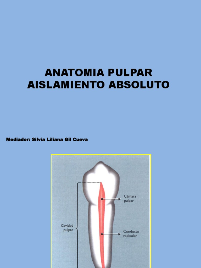 Anatomia Pulpar Aislamiento Absoluto | PDF | Anatomia animal | Boca