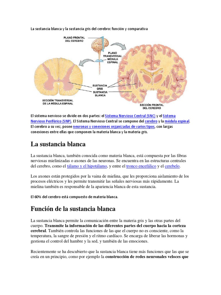 DFGHJK | PDF | Cerebro | Neurona