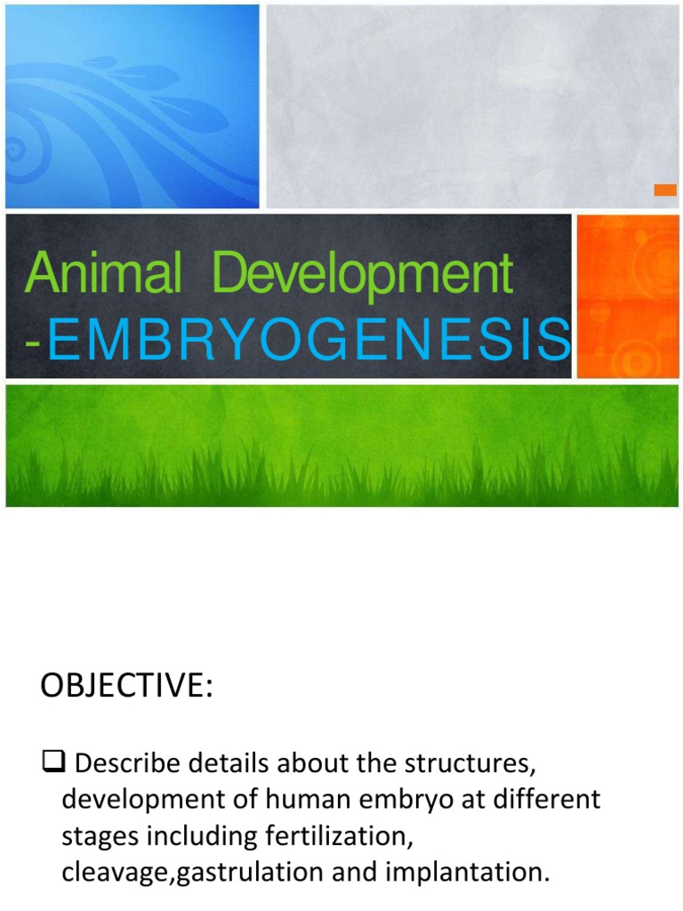 Animal Development - : Embryogenesis | PDF | Embryo | Fertilisation