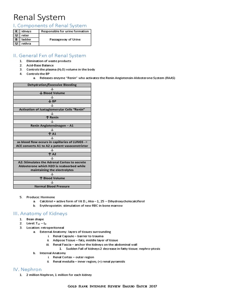 Renal System Overview and Functions | PDF | Kidney | Urinary Incontinence