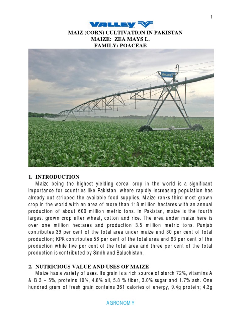 Maize Cultivation Techniques in Pakistan | PDF | Maize | Sowing