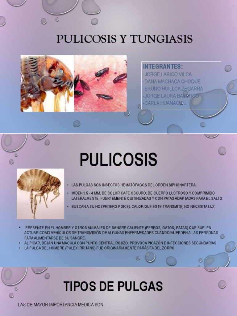 Seminario Pulicosis y Tungiasis | PDF | Especialidades Medicas | Salud ...