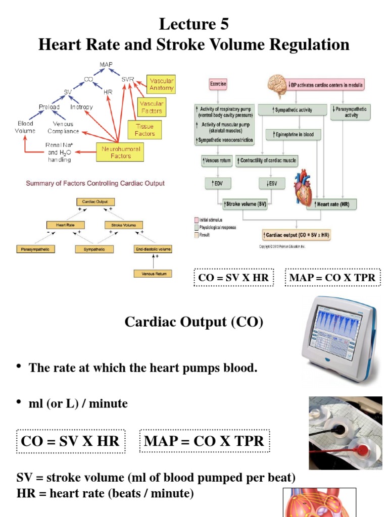 Heart Rate and Stroke Volume Regulation: Map Co X TPR Co SVXHR | PDF ...