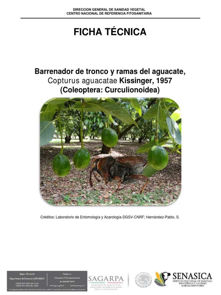 Ficha T Cnica Copturus Aguacatae EPF 2016 1 | PDF | Aguacate | Huevo