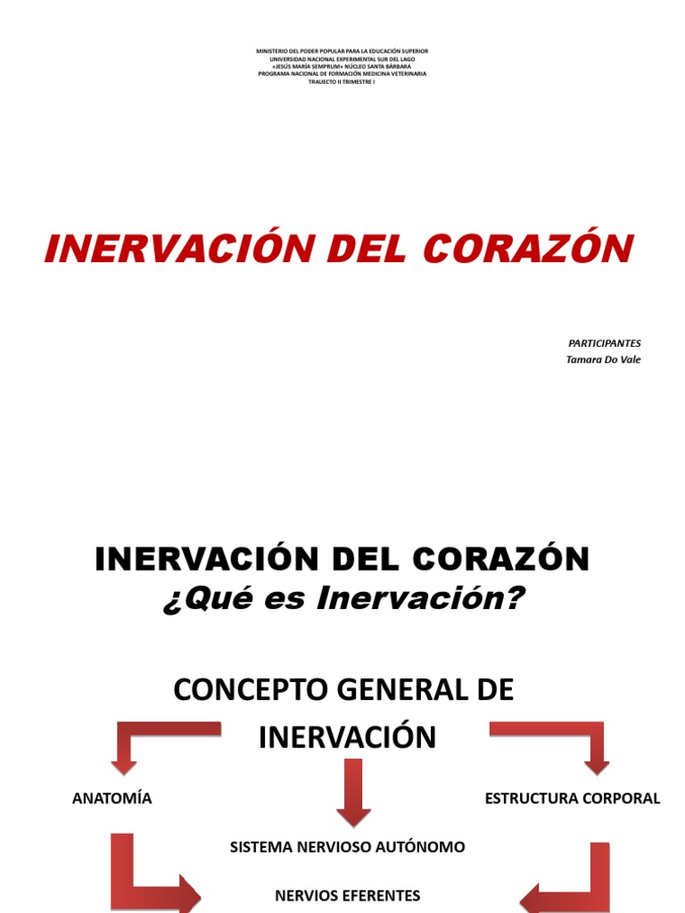 Inervación Del Corazón, Martes en La Noche | PDF | Corazón | Órgano ...
