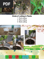 Marcotting: Propagation Guide for Plants | PDF | Horticulture | Botany
