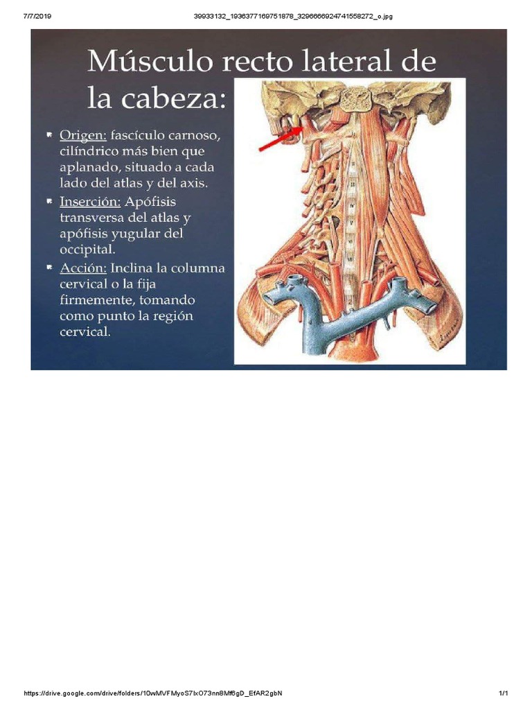 Músculo Recto Lateral de La Cabeza | PDF