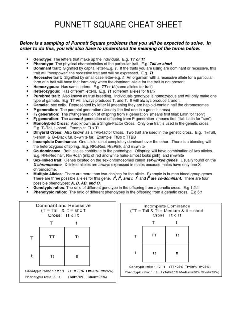 Punnett SQ Cheat Sheet | PDF | Dominance (Genetics) | Allele