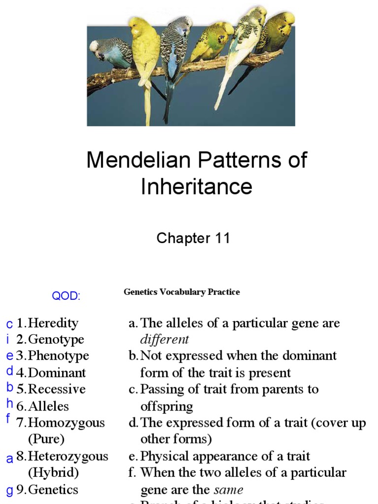 CH 11 Mendelian Patterns of Inheritance | PDF | Dominance (Genetics) | Allele