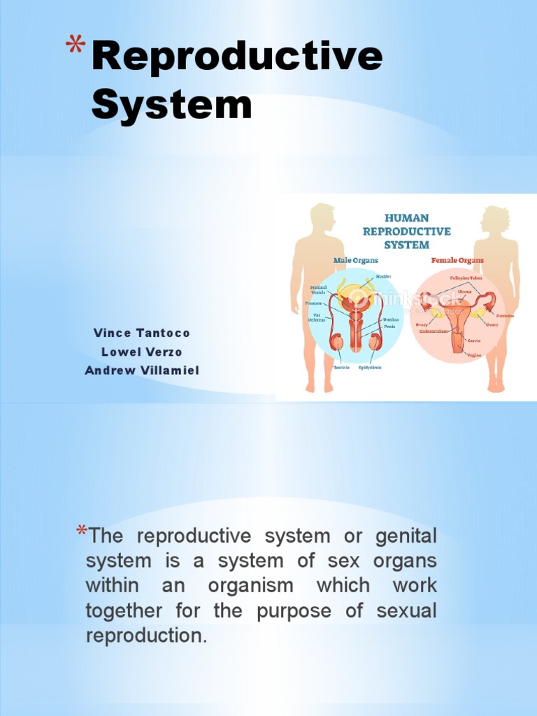 Reproductive System Report | PDF | Labia | Uterus