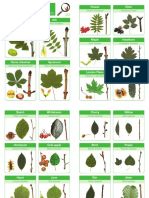 Tennessee Tree Identification Guide | PDF | Trees | Oak