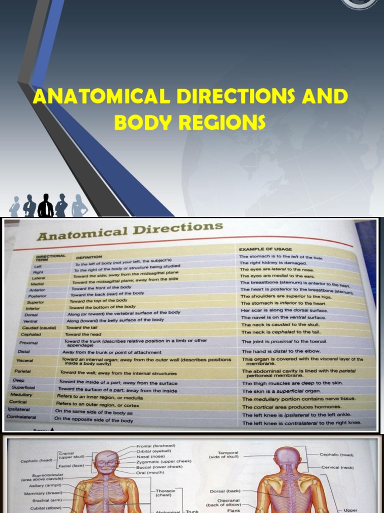 Anatomical Directions and Body Regions 2 | PDF