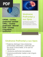 Núcleos del Rafe: Anatomía y Funciones | PDF | Serotonina | Hipotálamo