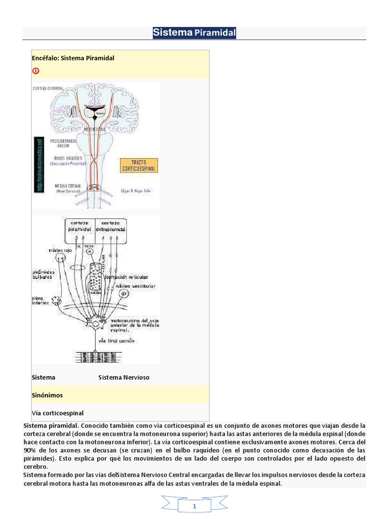 Sistema Piramidal | PDF | Cerebro | Anatomía humana