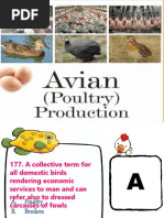Poultry Terminologies and Definition | PDF | Chicken | Poultry