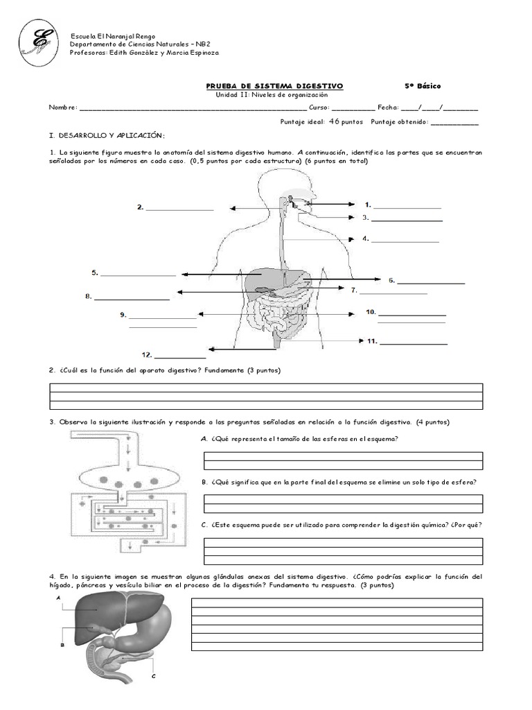 Prueba de Sistema Digestivo 5 Básico | PDF | Digestión | Sistema ... Prueba de Sistema Digestivo 5 Básico | PDF | Digestión | Sistema ...