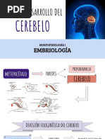 Condrogénesis y Crecimiento del Cartílago | PDF