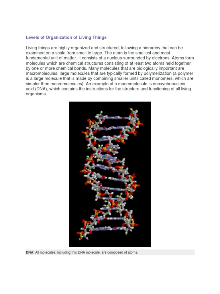 Levels of Organization of Living Things | PDF | Cell (Biology ...