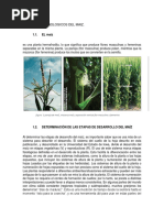 Raiz Axonomorfa | PDF | Raíz | Tallo de la planta