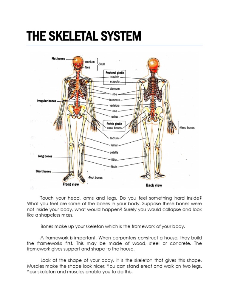 The Skeletal System | Download Free PDF | Vertebral Column | Skeleton