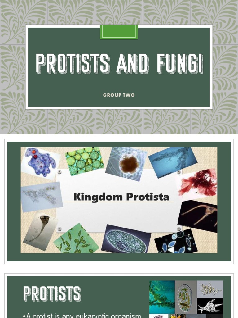 Protists and Fungi | PDF | Fungus | Algae