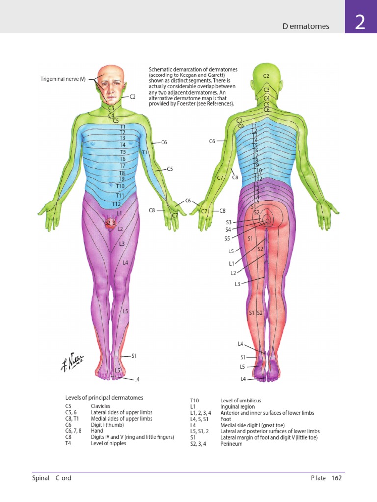 NETTER Dermatom | PDF | Sports | Limbs (Anatomy)