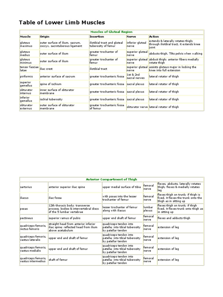 Thigh Muscles and Their Functions | PDF | Foot | Human Leg