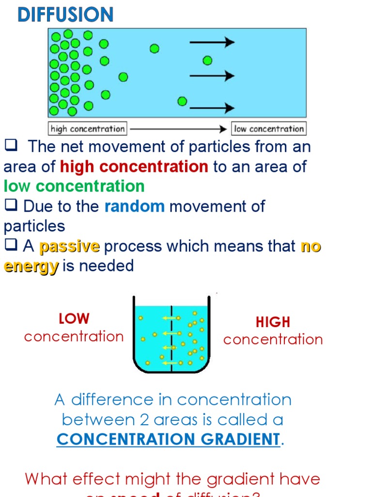 High Concentration | PDF | Lung | Diffusion