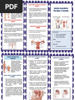 Aparato Reproductor Masculino y Femenino | PDF | Sistema reproductivo | Vagina