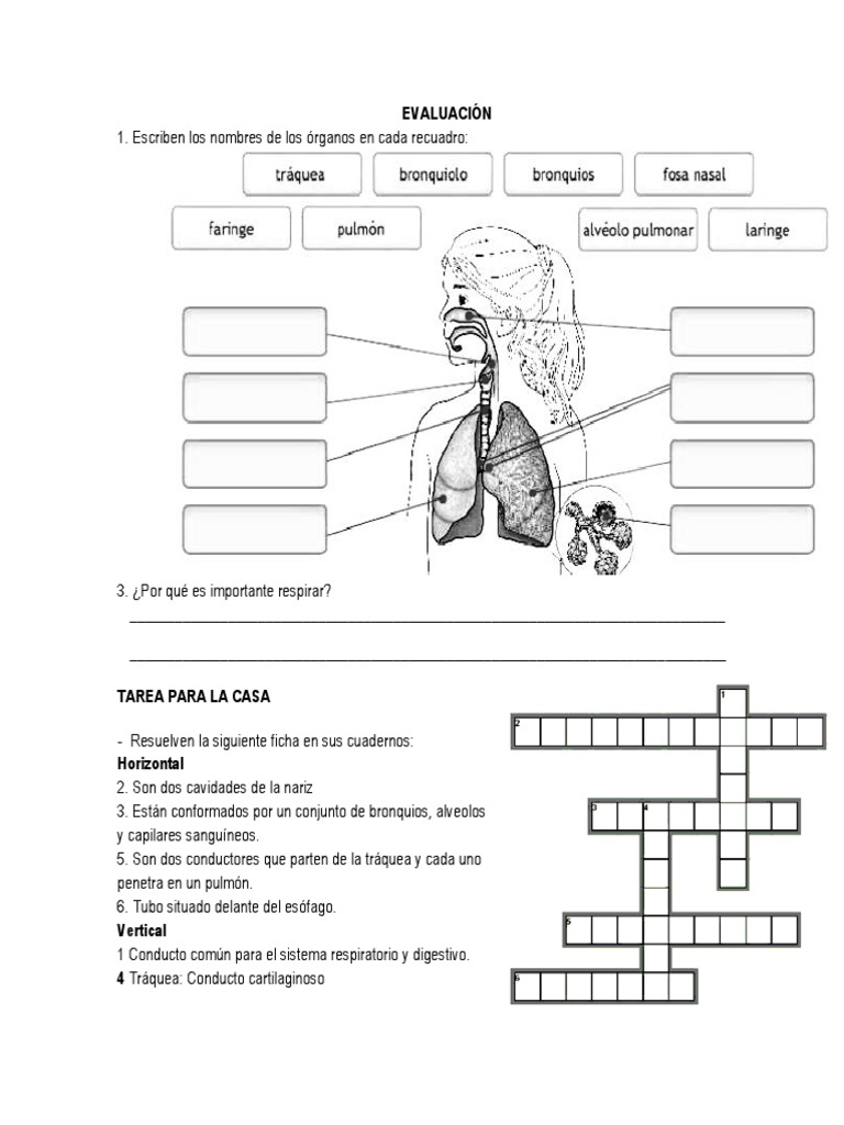 Actividades de Anatomía Respiratoria | PDF | Sistema respiratorio | Pulmón