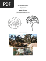 Ficha de Vegetacion | PDF | Arboles | Hoja
