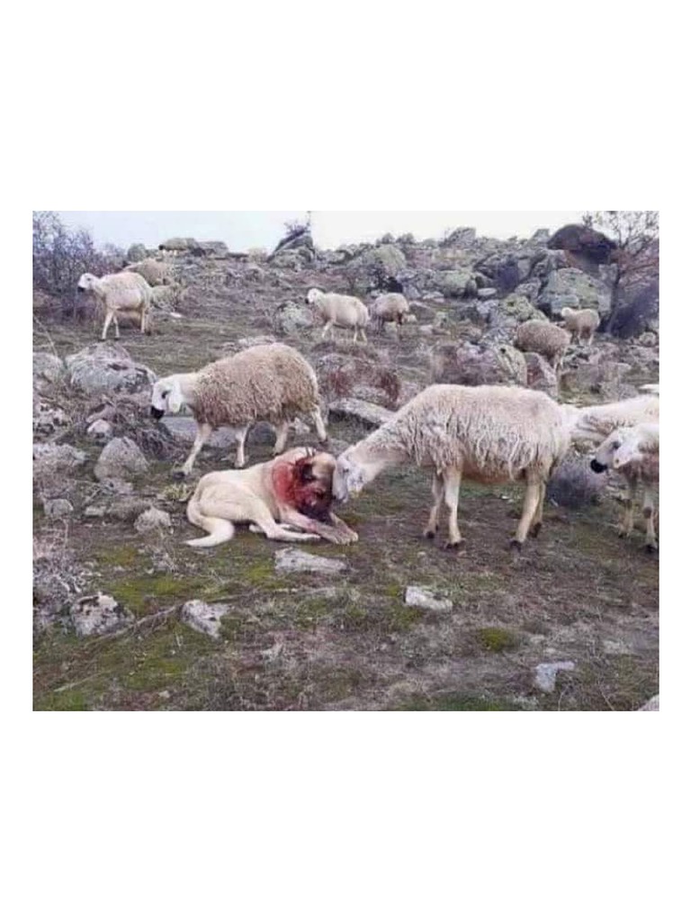 A Sheep Showing Gratitude To The Dog That Saved Him From A Wolf Attack ...