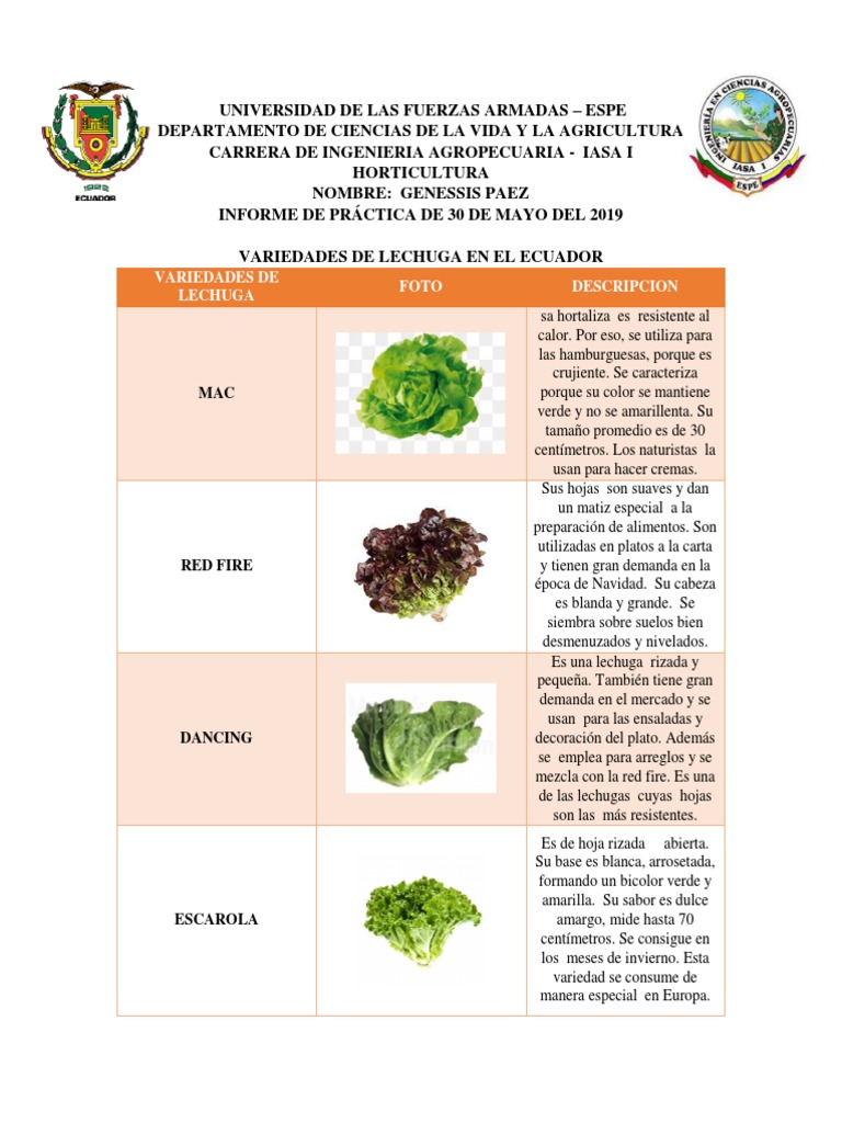 Variedades de lechuga más populares en Ecuador y sus características ...