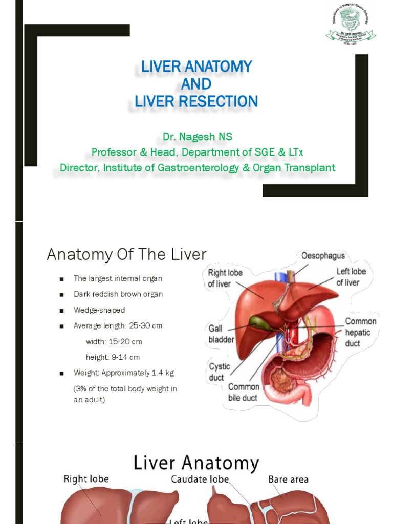 Anatomy and Techniques of Major Liver Resections | PDF | Liver | Anatomy