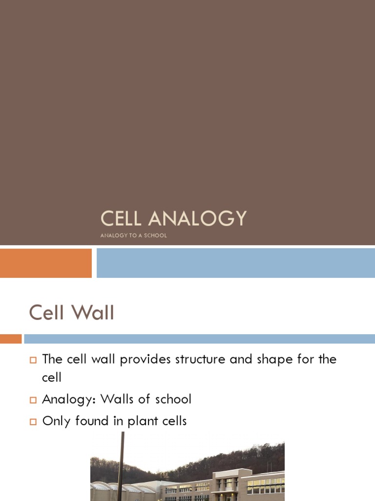 Cell Analogy | PDF | Endoplasmic Reticulum | Vacuole