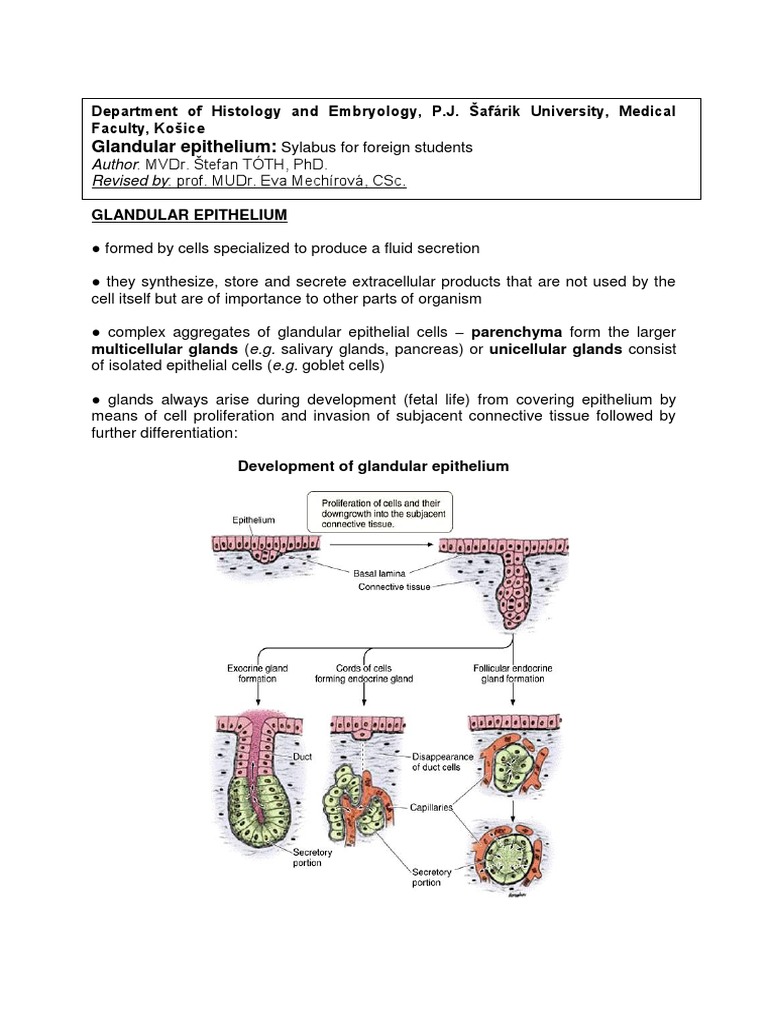 Glandular Epithelium | PDF | Glands | Epithelium