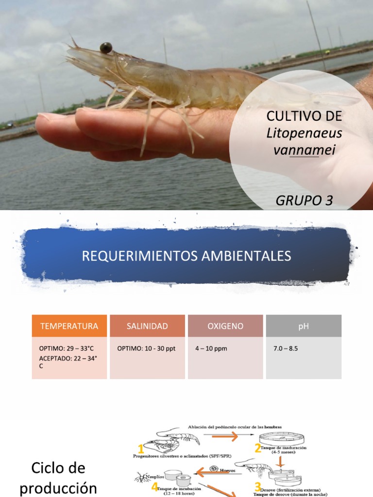CULTIVO de Litopenaeus Vannamei | PDF | Alimentos | Salinidad