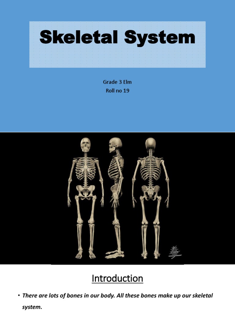 Skeletal System: Grade 3 Elm Roll No 19 | PDF | Skeleton | Human Body