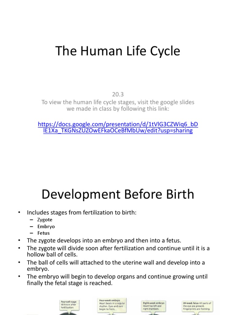 Human Life Cycle | PDF | Fetus | Placenta