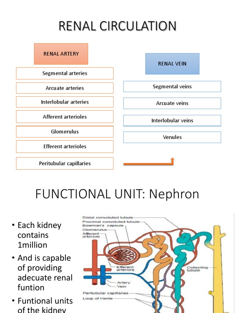Overview of Renal Circulation | PDF | Art | Wellness